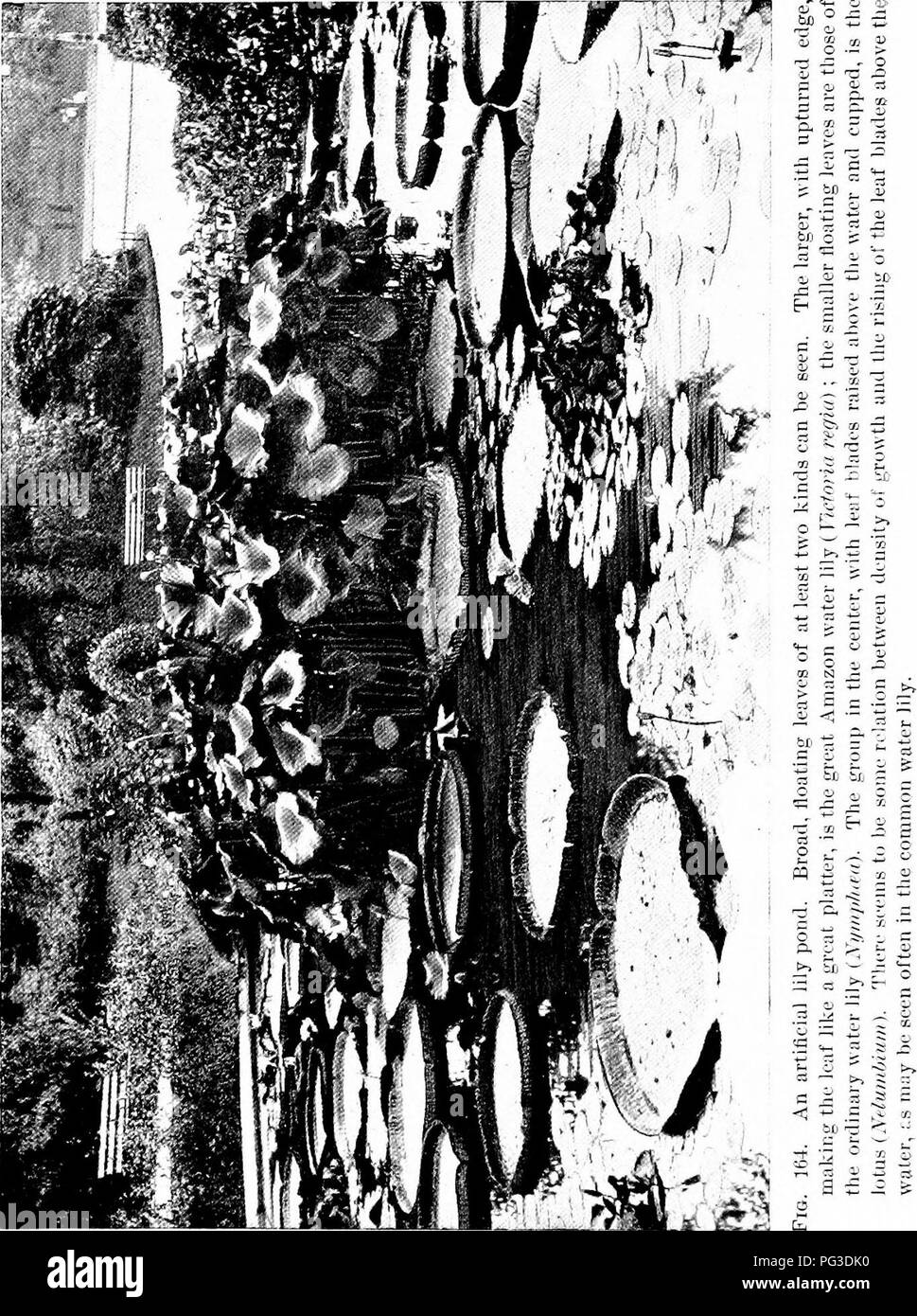 This Introductory Botany Text Covers Basic Plant Biology Focusing On Plant Structure And