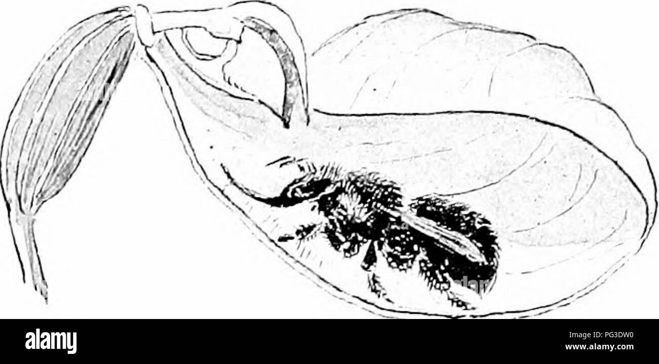 This botany text covers the relationship between flowers and insects ...