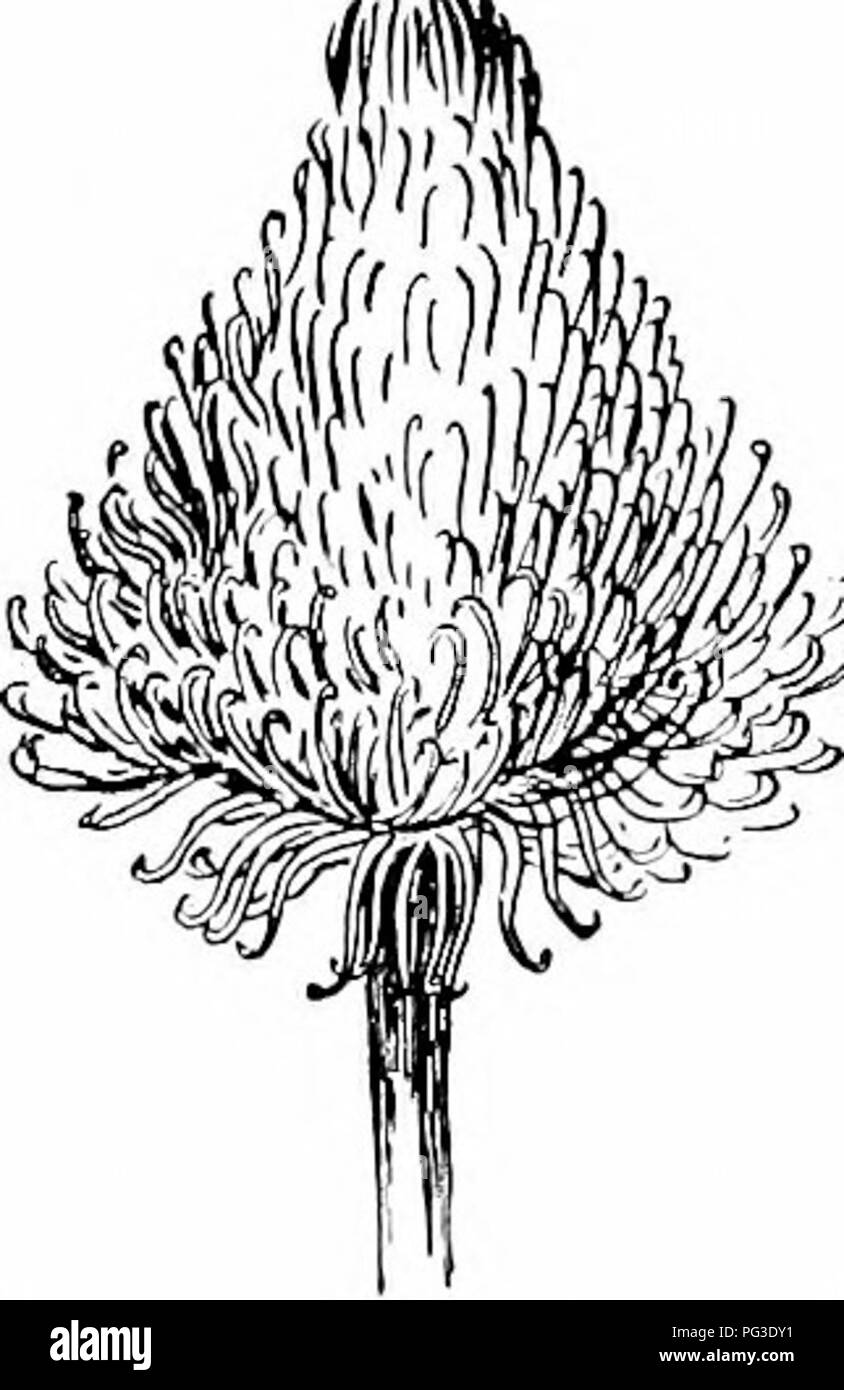 This educational text introduces the basics of botany, with a ...