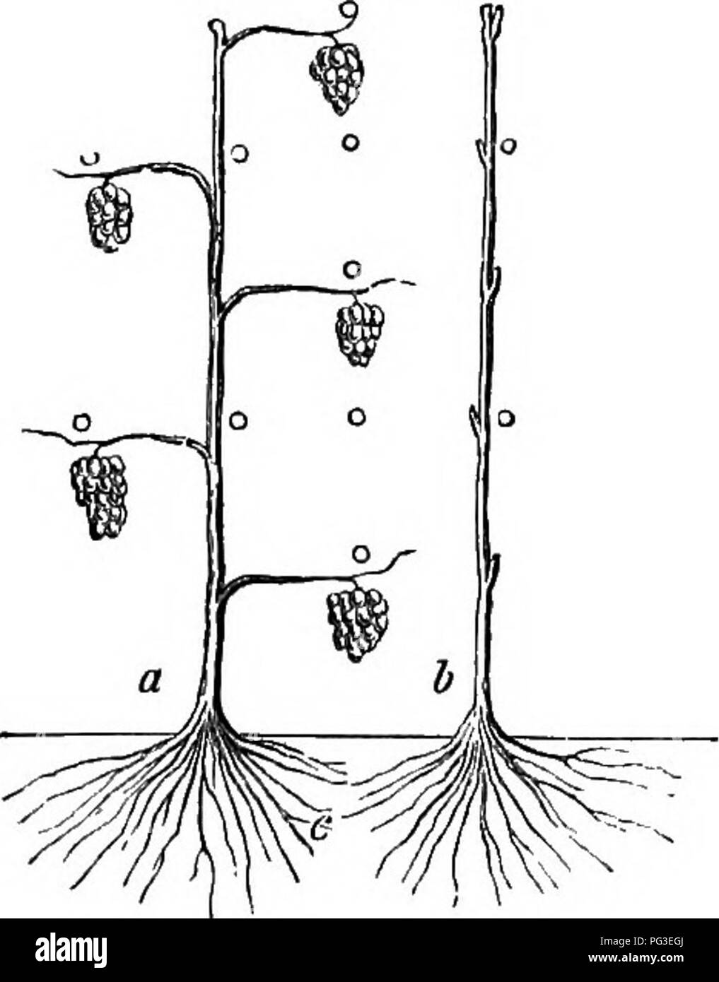 Vine training Black and White Stock Photos & Images - Alamy