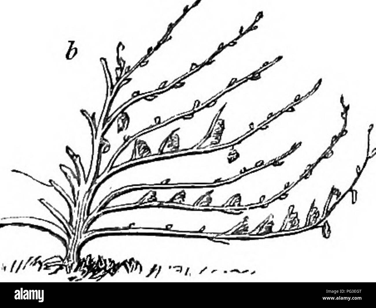 Budding forth hi-res stock photography and images - Alamy