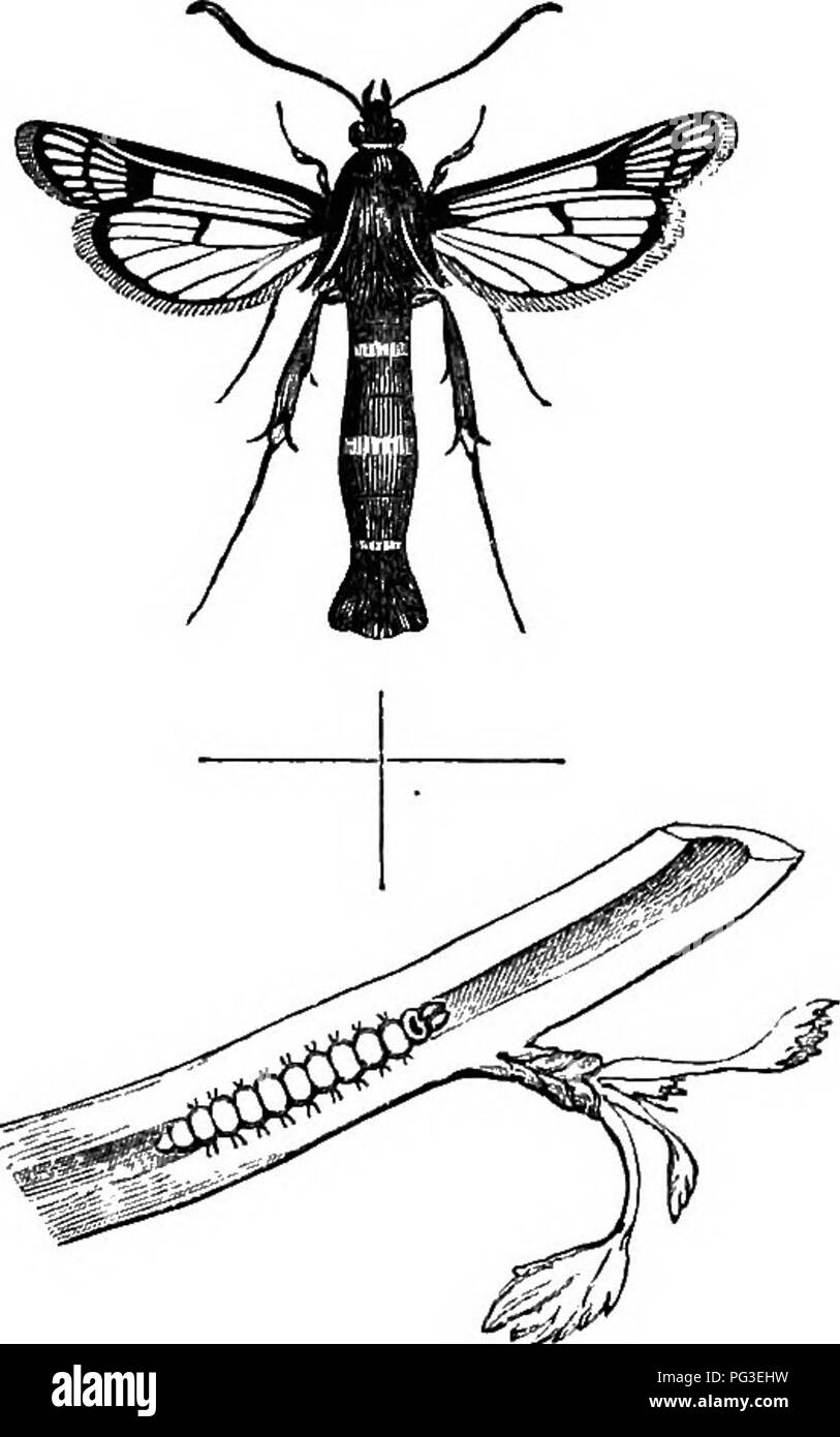 Transverse moth hi-res stock photography and images - Alamy
