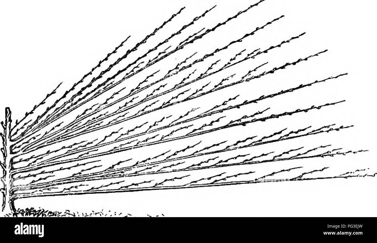 *The Book of the Garden* offers detailed guidance on fruit tree ...