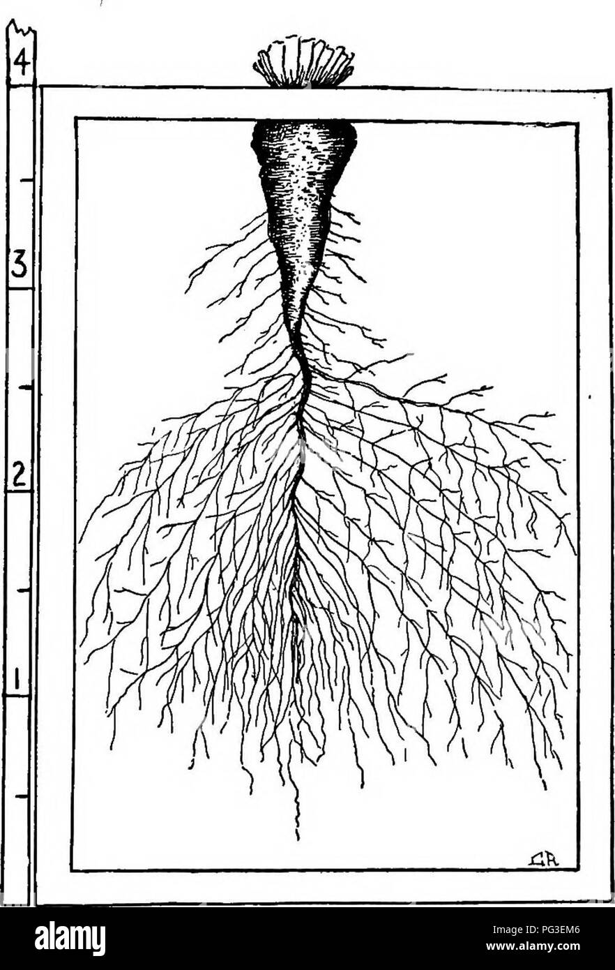 Agriculture farming sugar beet root Black and White Stock Photos ...