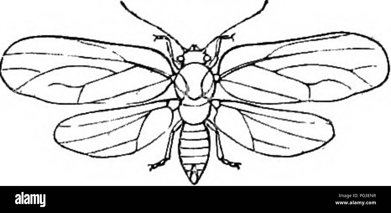 Biological Pest Control Methods Coloring Pages