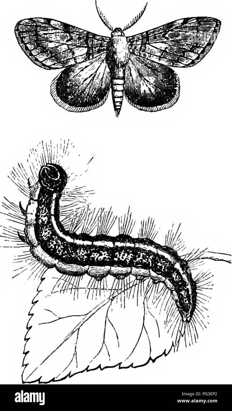 Moth attacks hi-res stock photography and images - Alamy