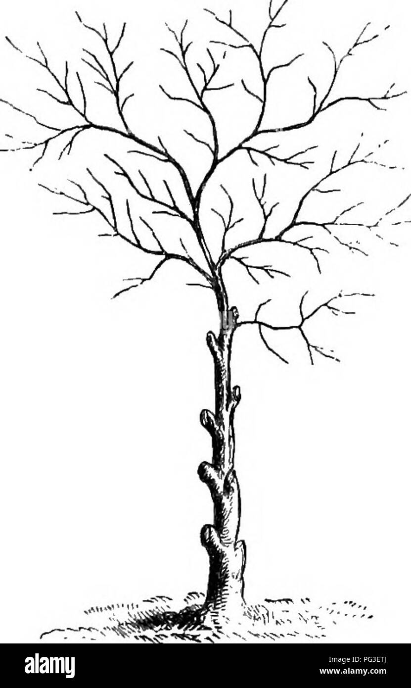 This book provides guidelines on proper pruning techniques for trees ...