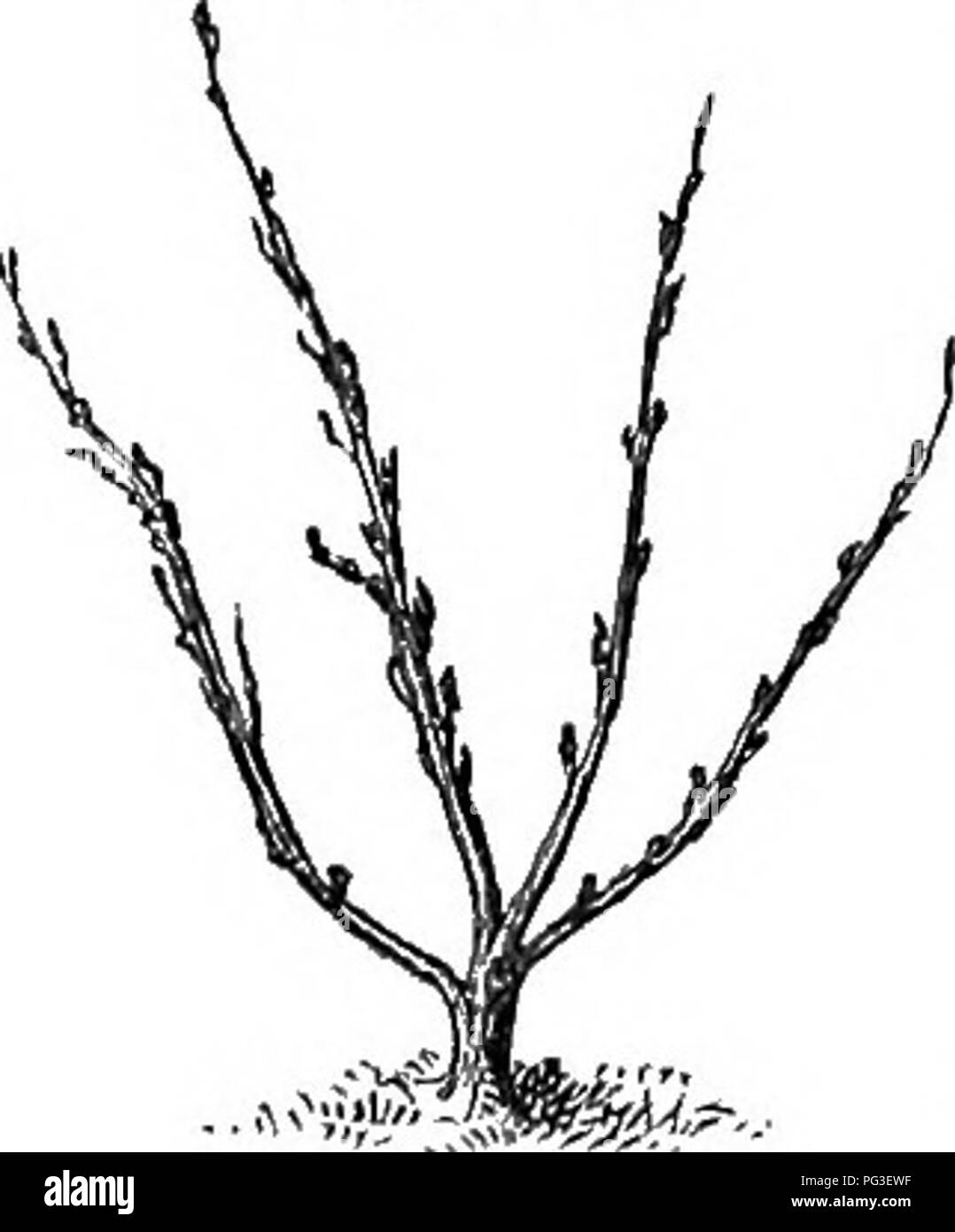 This gardening text provides insights into tree training methods ...