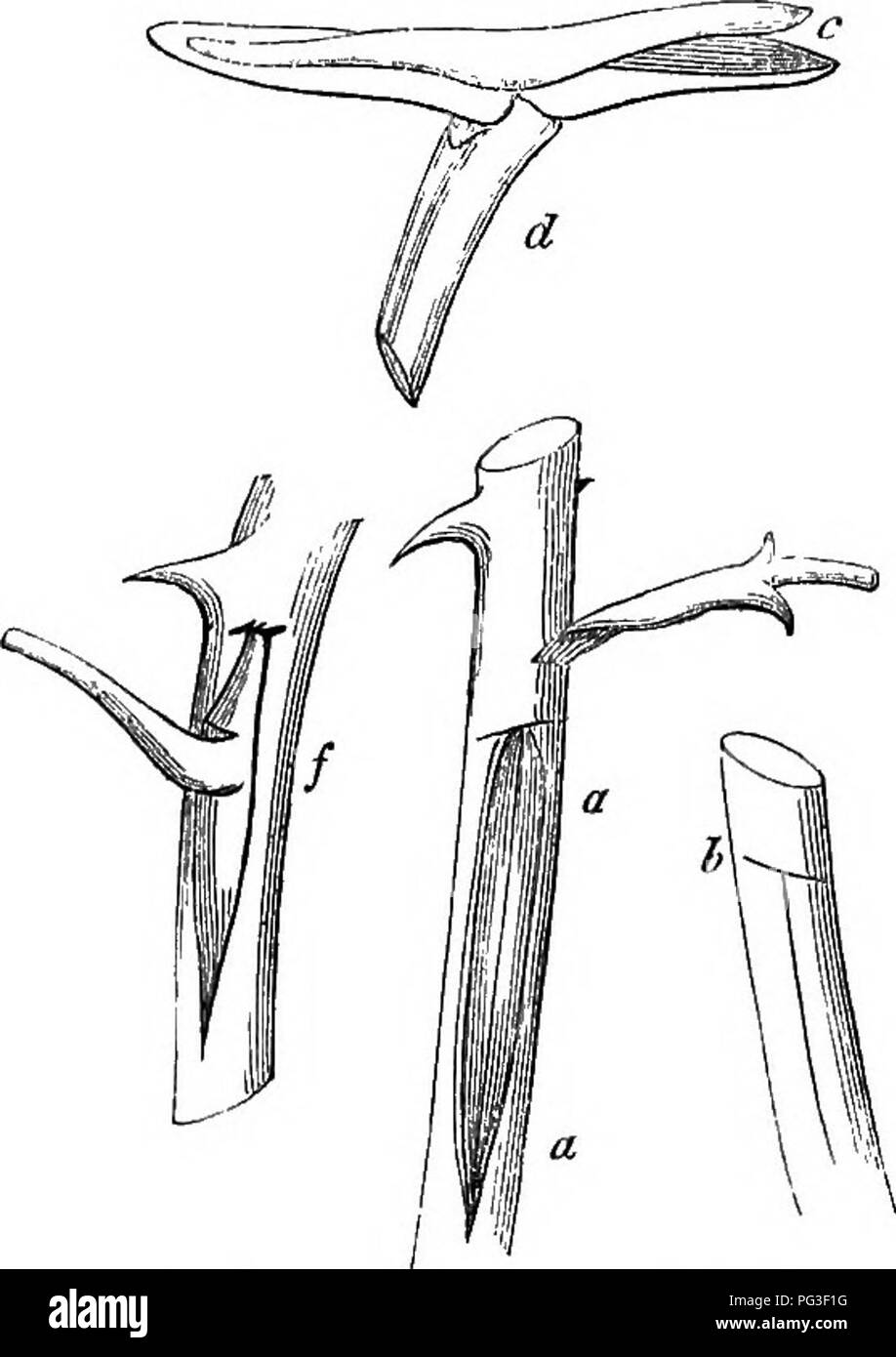 Shield budding Black and White Stock Photos & Images - Alamy