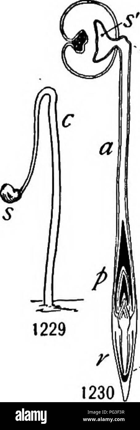 Germination seed Black and White Stock Photos & Images - Alamy