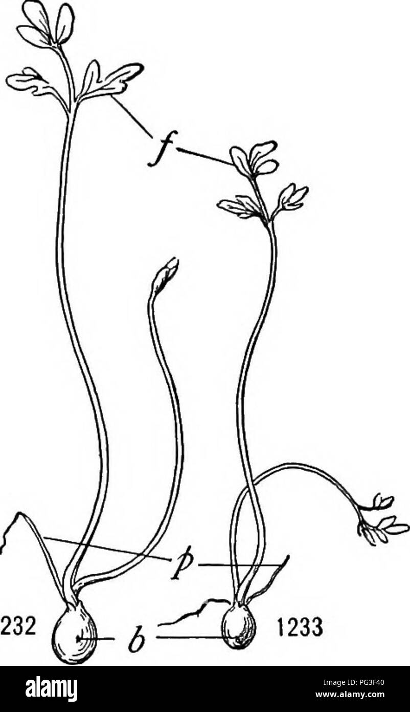 Germination, poppy hi-res stock photography and images - Alamy