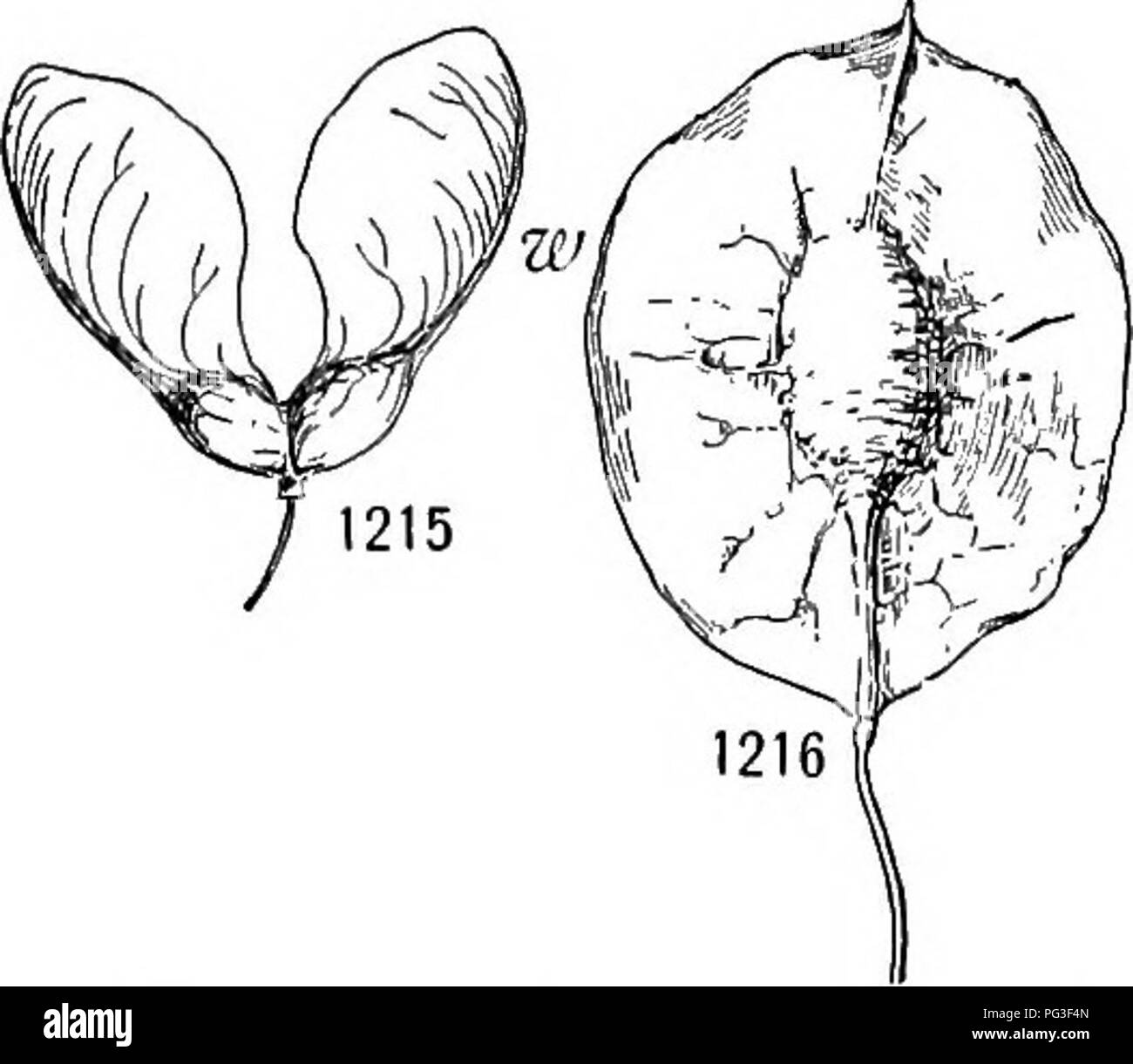 Winged fruits Black and White Stock Photos & Images - Alamy