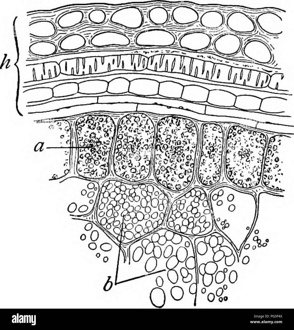 Aleurone layer hi-res stock photography and images - Alamy