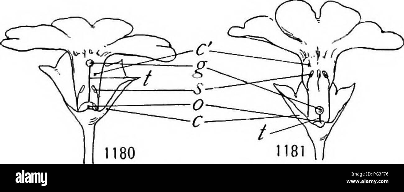 Heterostyly hi-res stock photography and images - Alamy