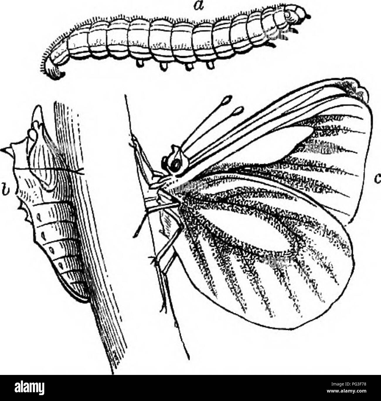 This guide on garden butterflies describes the life cycle of the small ...