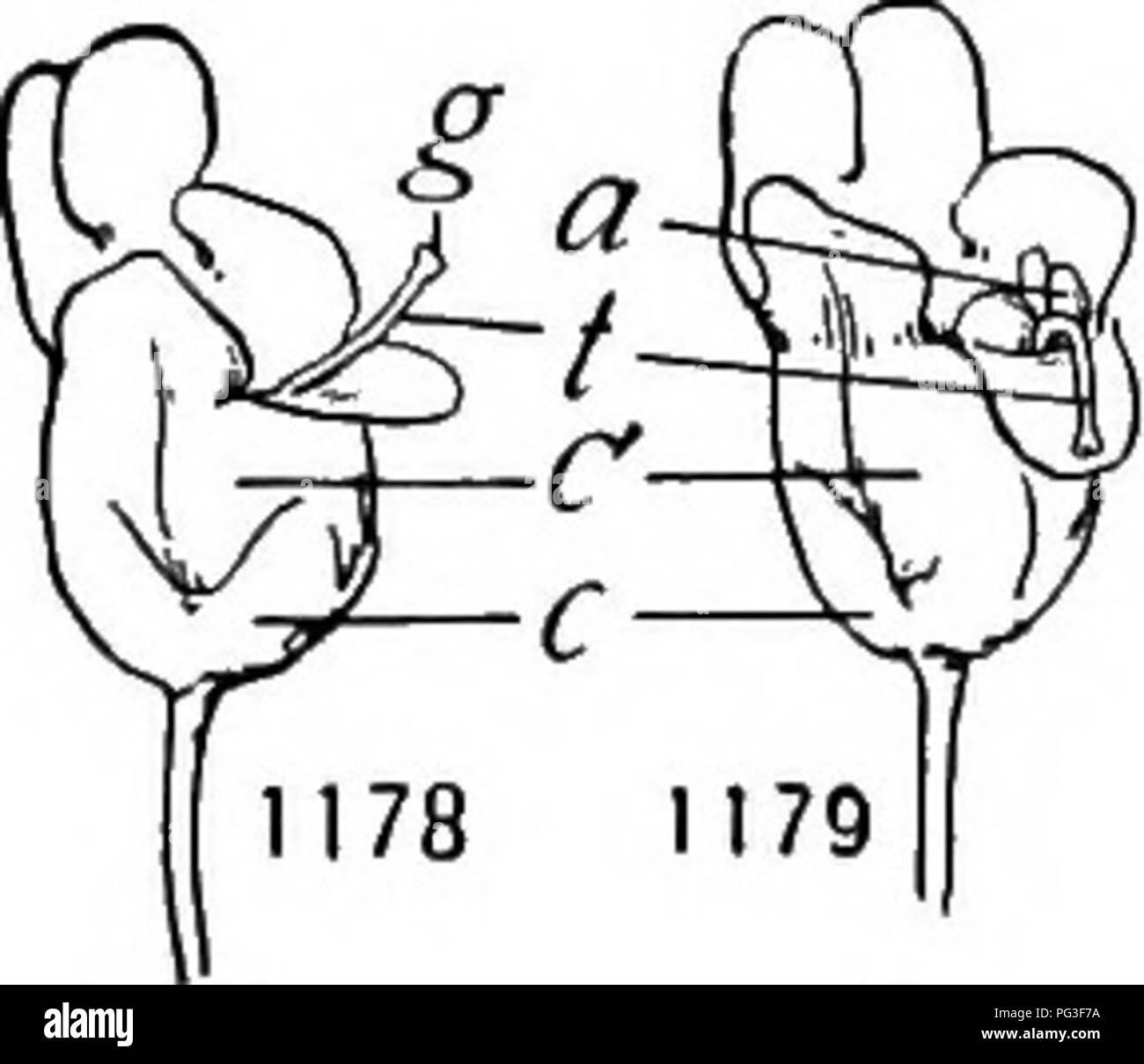 This botany textbook discusses various plant reproductive processes ...