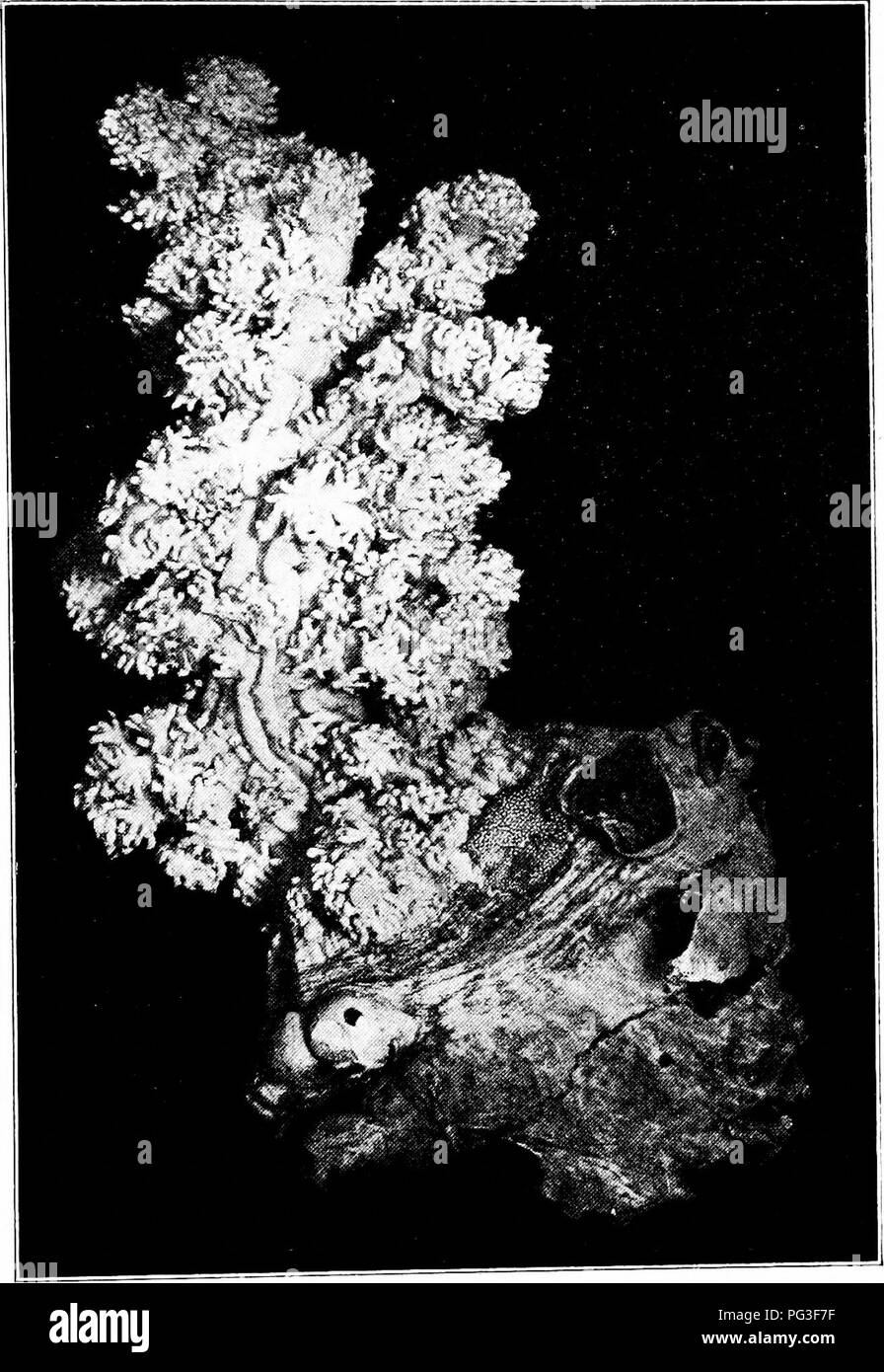 This report details the findings of the Canadian Arctic Expedition ...