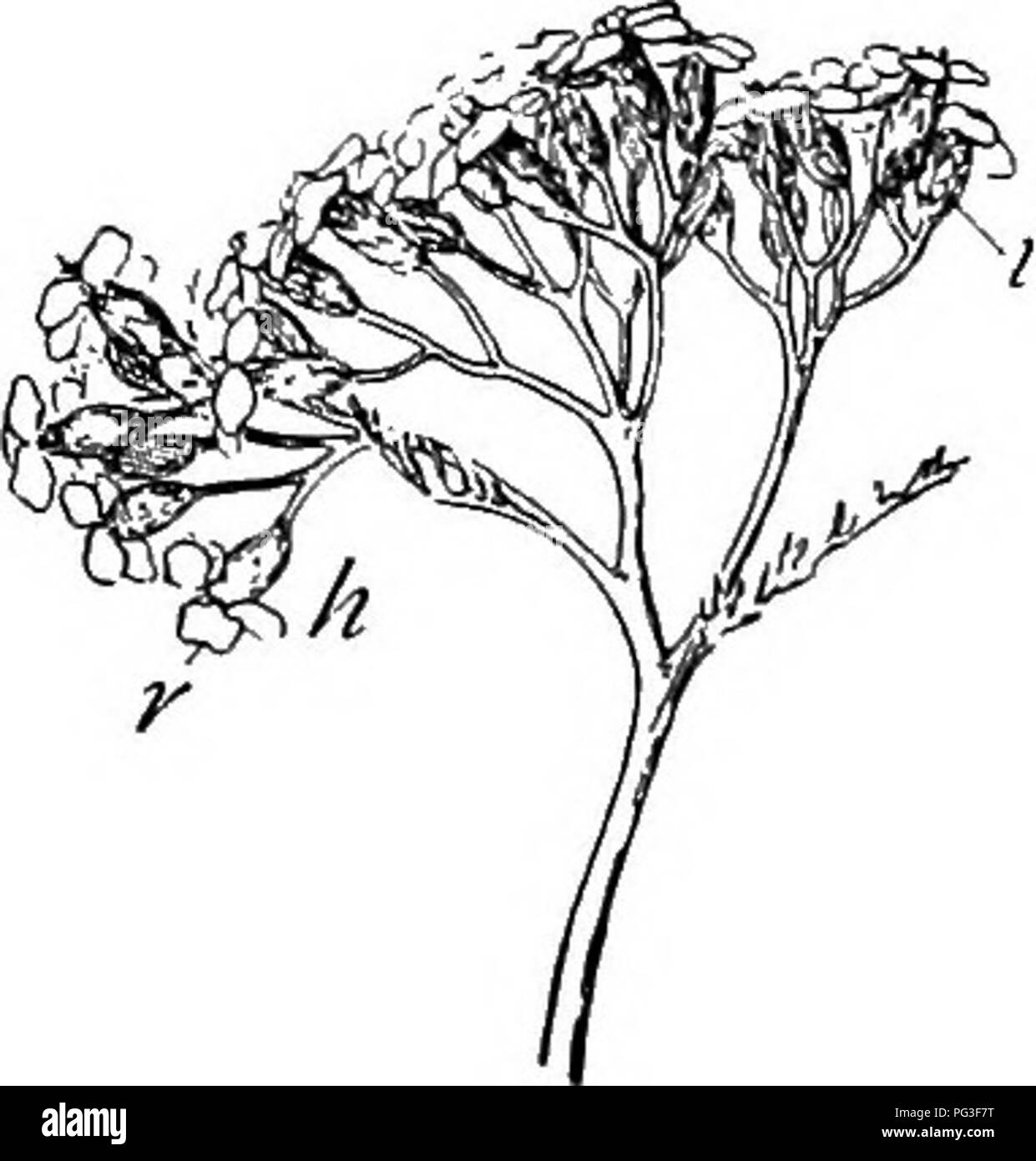 Colored yarrow Black and White Stock Photos & Images - Alamy