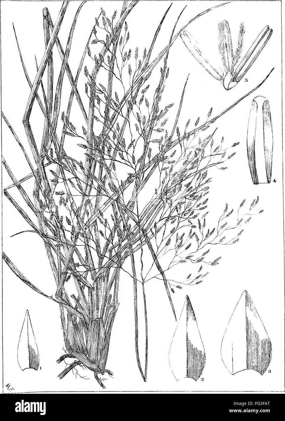 This work provides descriptions and illustrations of indigenous plants ...