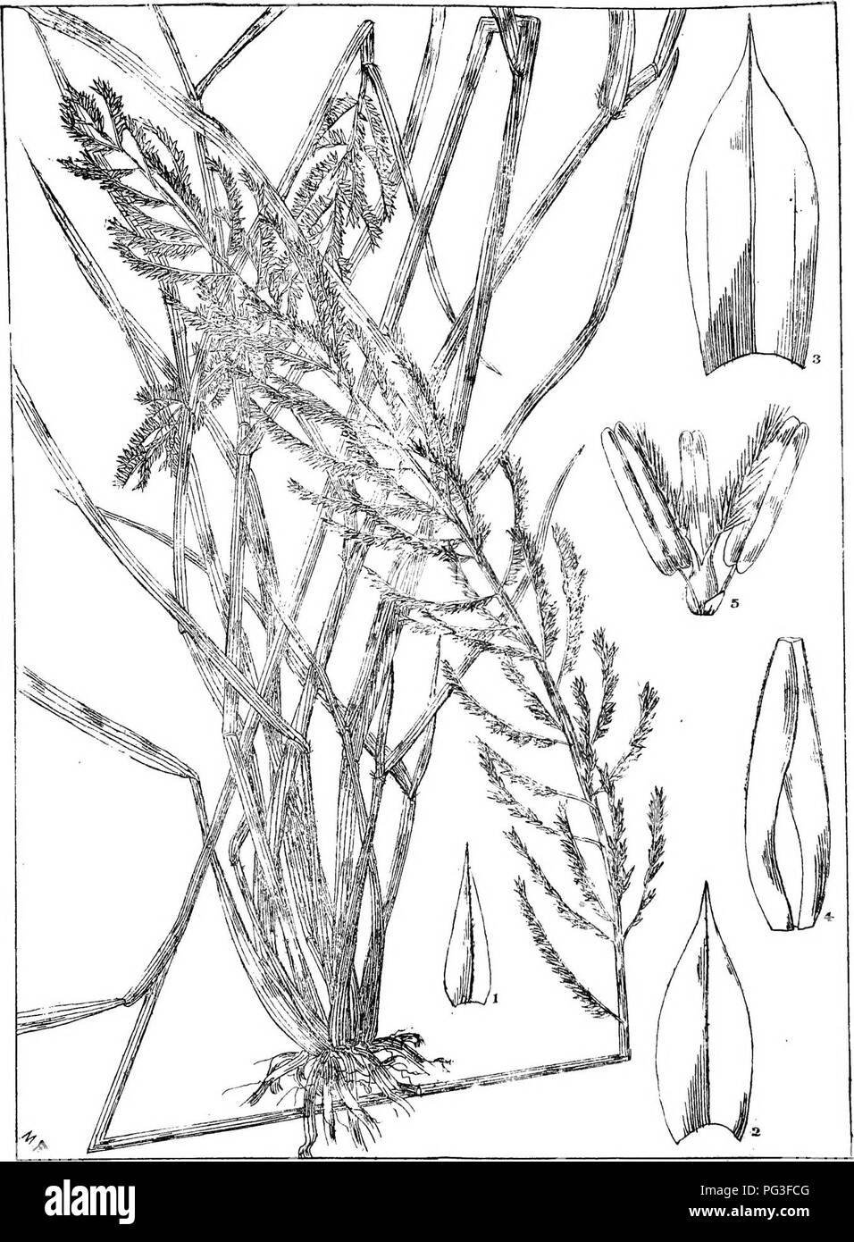 This botanical reference on the indigenous plants of Natal provides ...