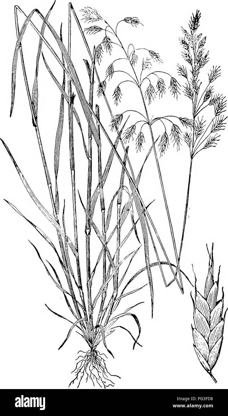 This practical guide covers the management of grasses in the United ...