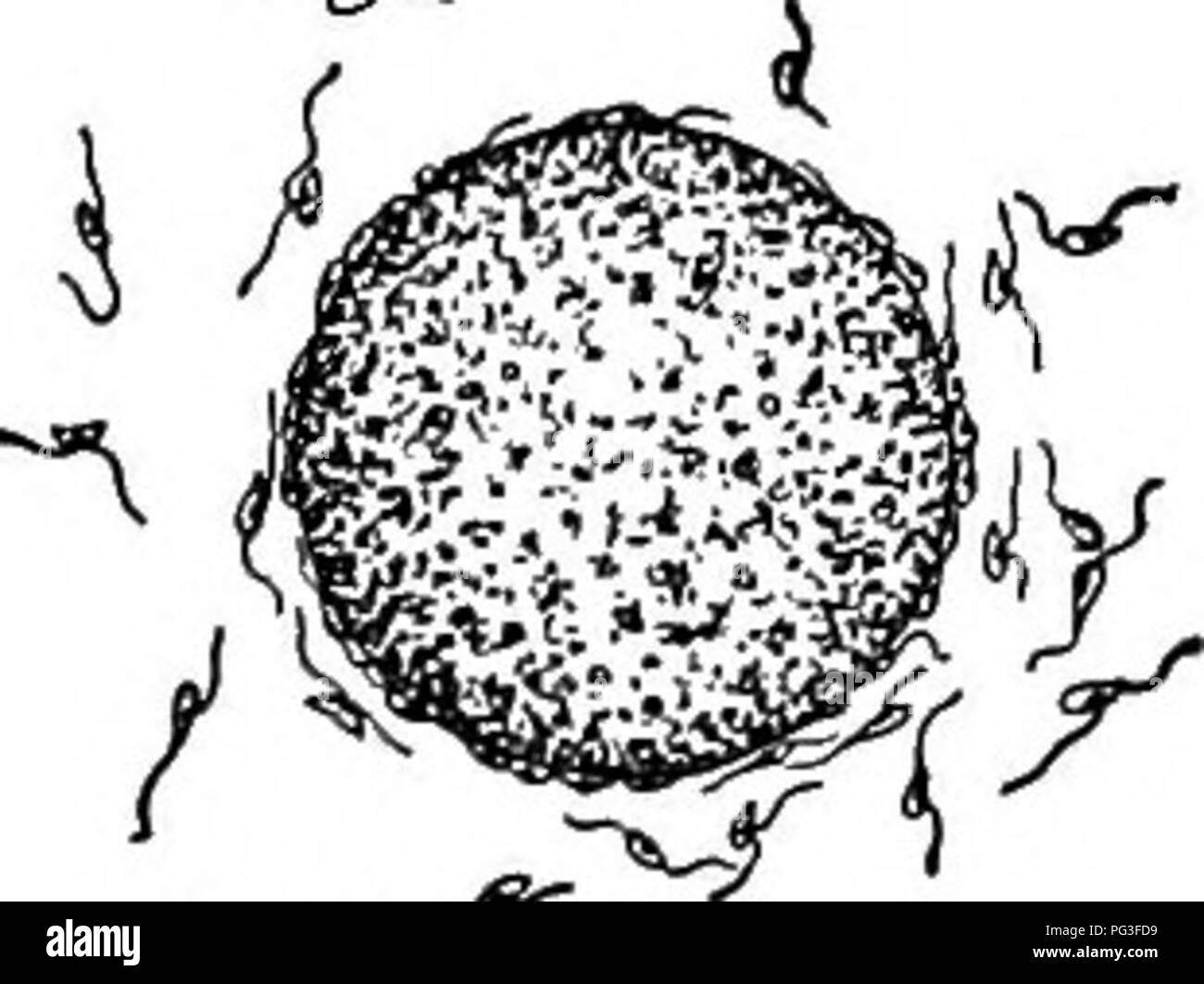 Female gamete Black and White Stock Photos & Images - Alamy