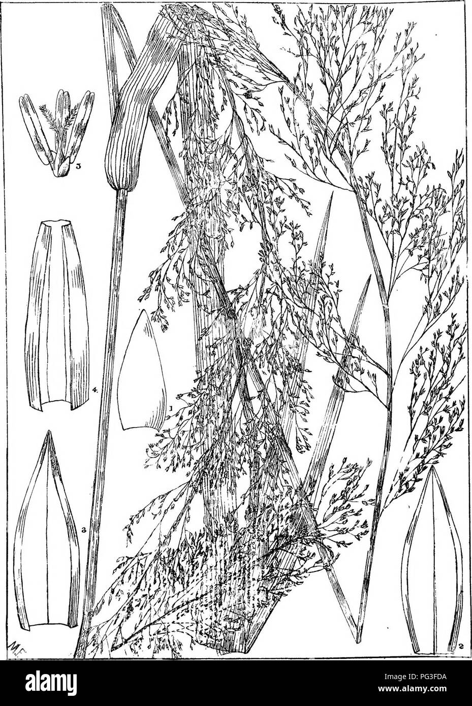 . Natal plants : Descriptions and figures of Natal indigenous plants ...