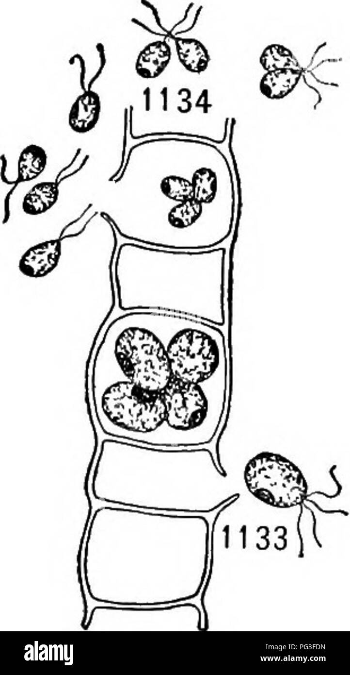 Female gamete Black and White Stock Photos & Images - Alamy