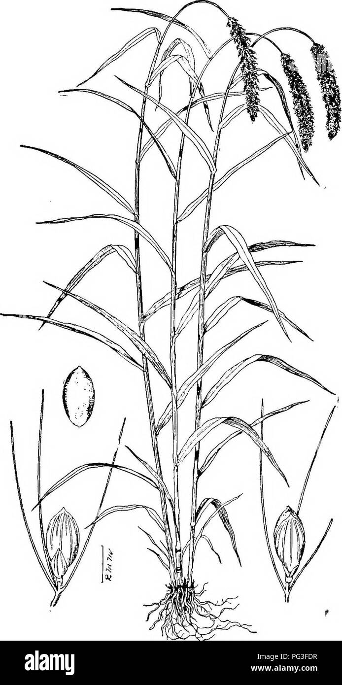 This treatise provides an overview of the best grass varieties for ...