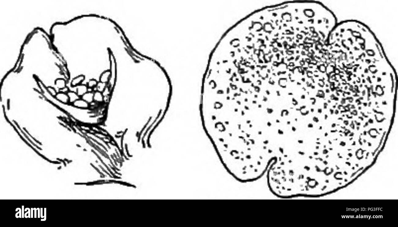This botany textbook discusses the process of gemmation in liverworts ...