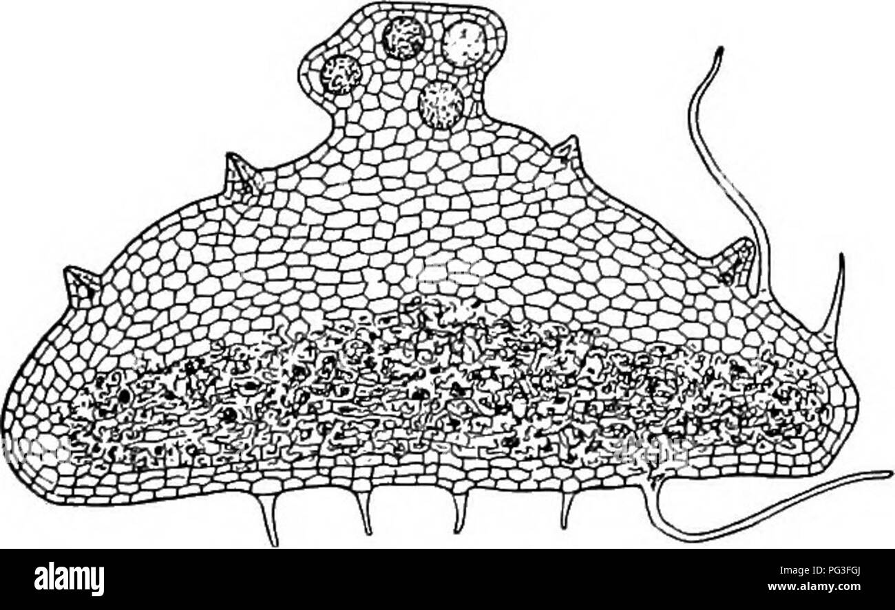 Fungal strands hi-res stock photography and images - Alamy