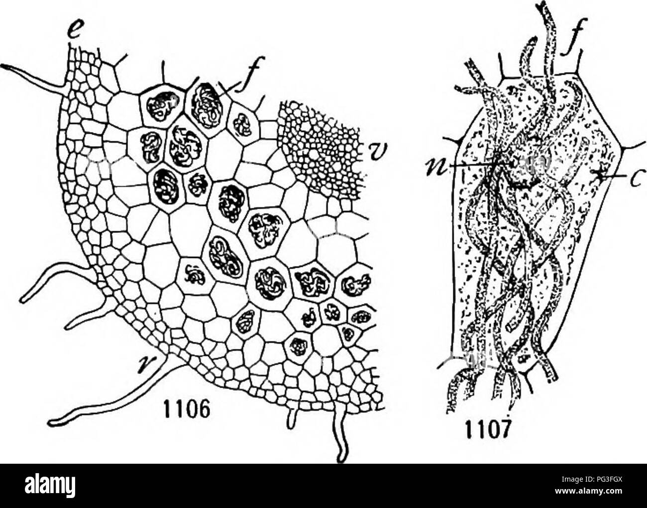 Haustoria hi-res stock photography and images - Alamy
