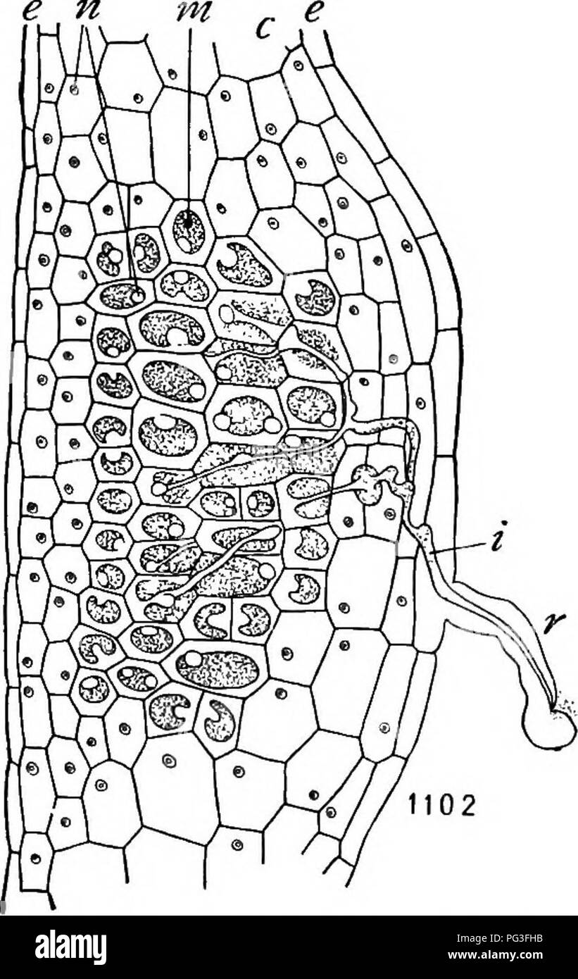 This textbook provides an in-depth look at the botany of plants ...