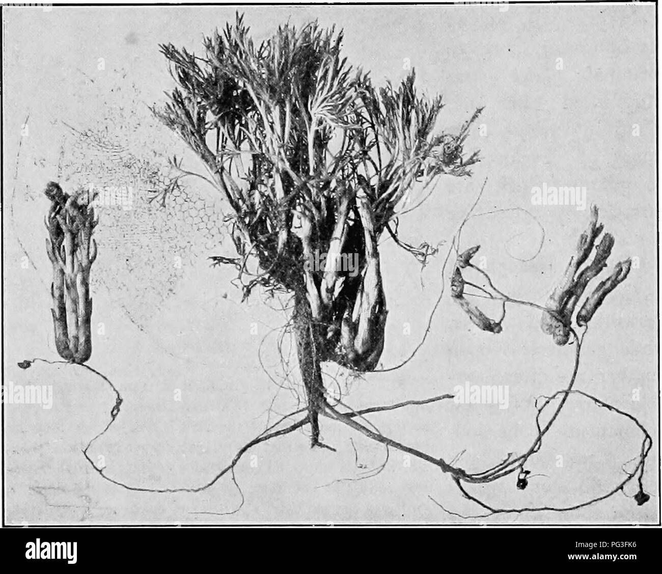 This textbook provides an in-depth exploration of botanical ecology ...