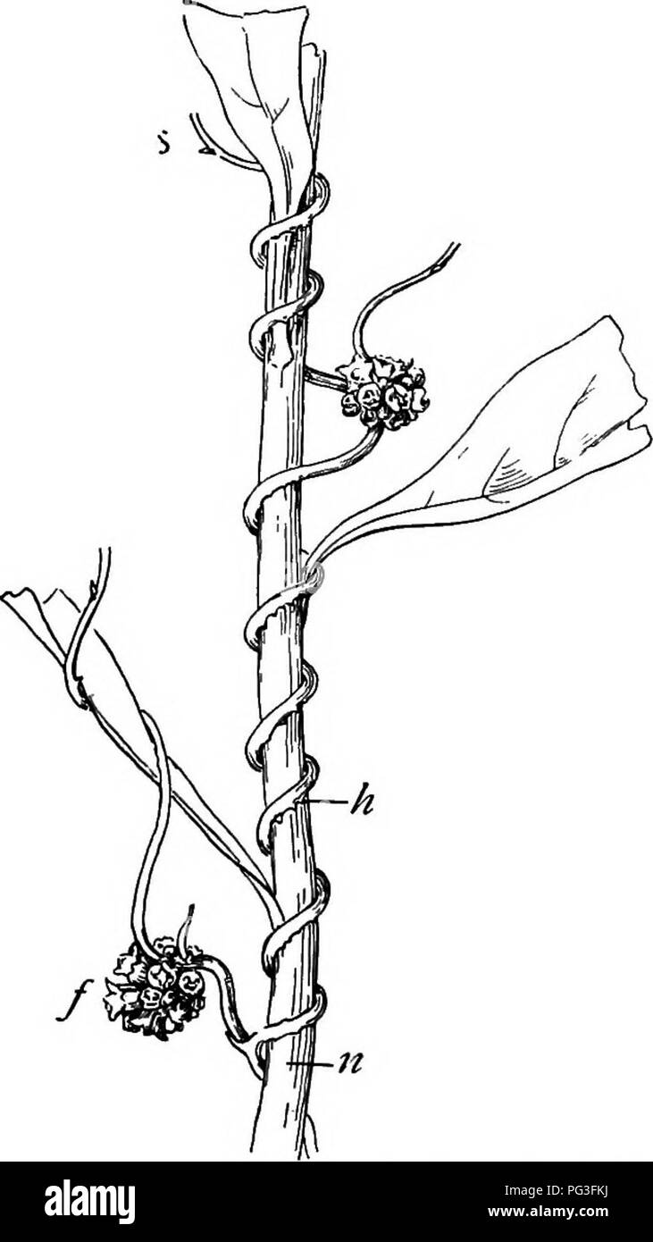 Obligate parasites hi-res stock photography and images - Alamy