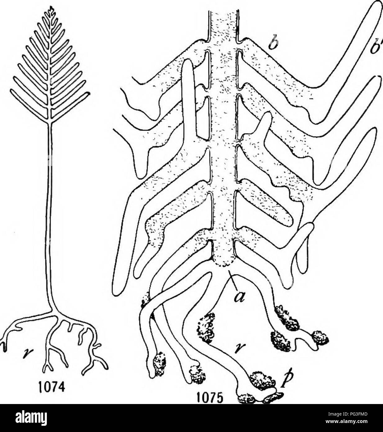 This textbook explores the concept of polarity in plants, specifically ...