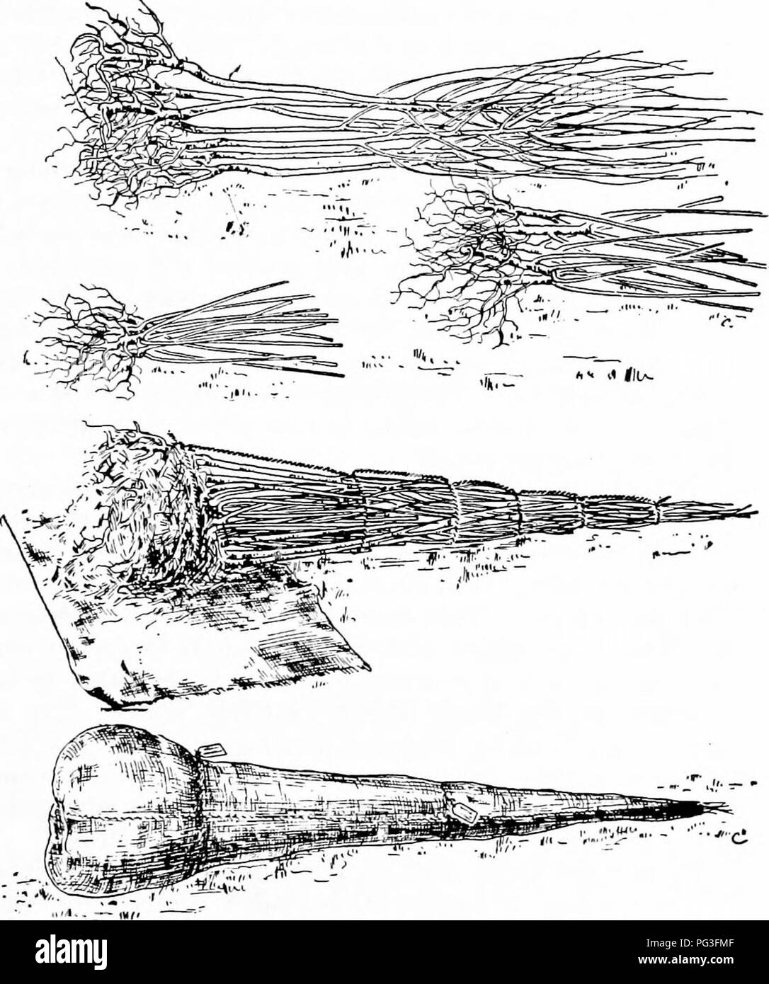This guide provides essential techniques for propagating plants in ...