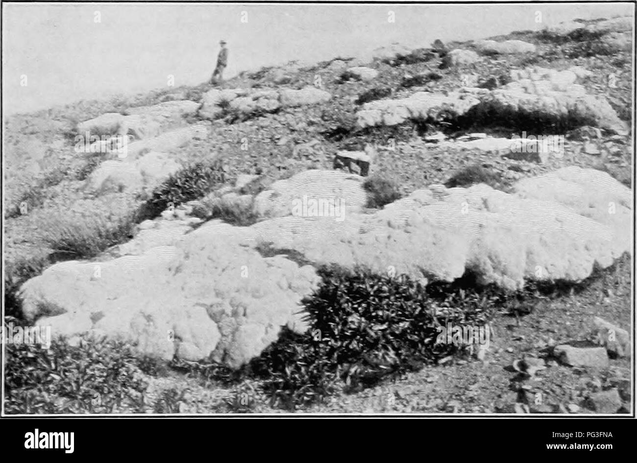 African redwood hi-res stock photography and images - Alamy