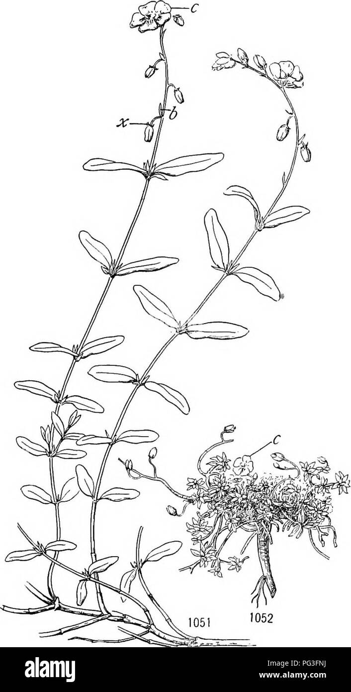 This textbook covers various aspects of botany, including the ...
