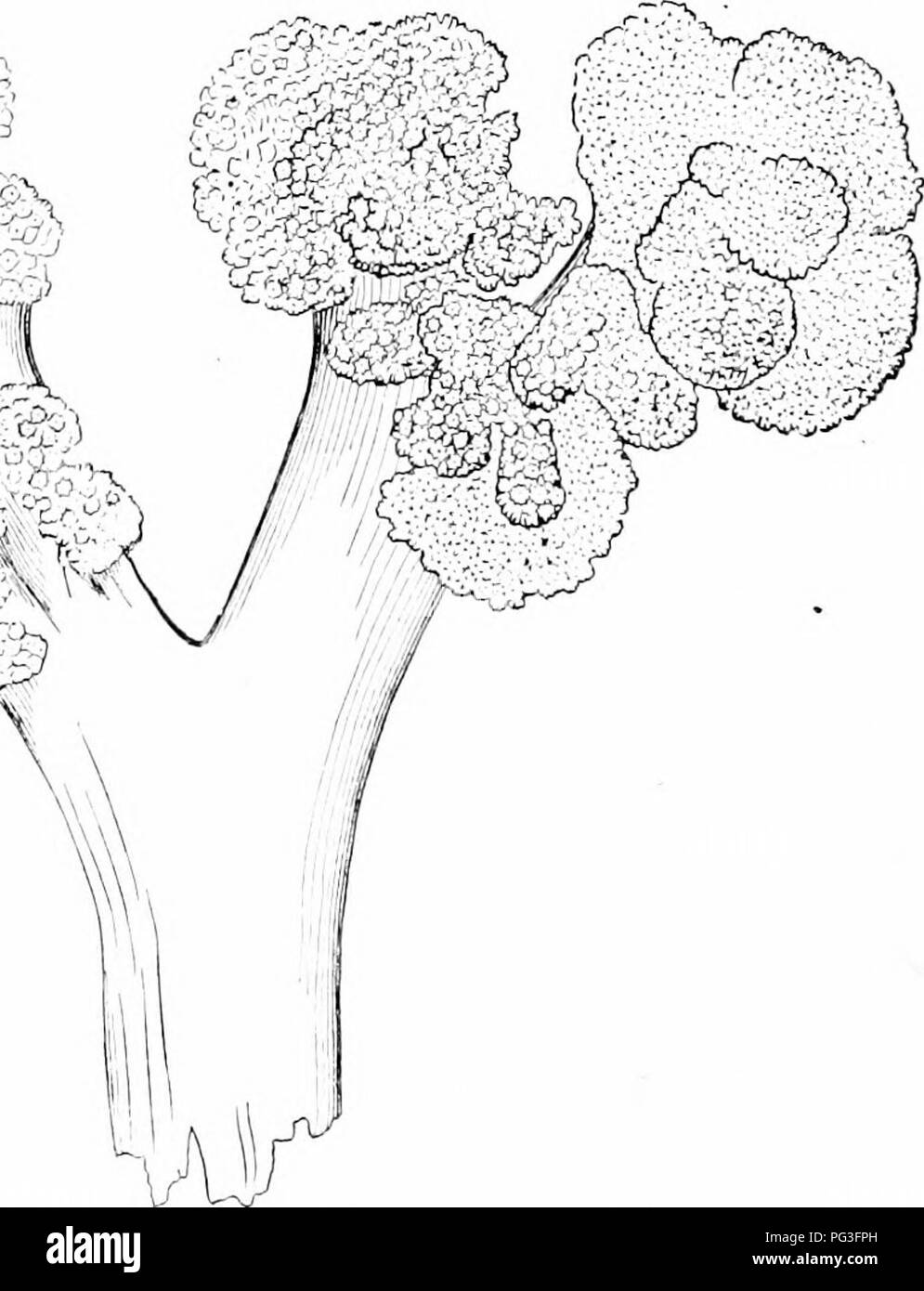 The Canadian Arctic Expedition (1913-1918) cataloged species such as ...