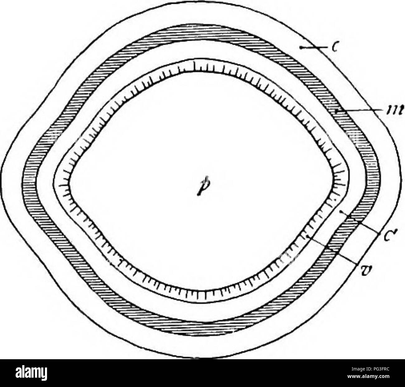 This *Textbook of Botany* presents a detailed diagram of the carnation ...