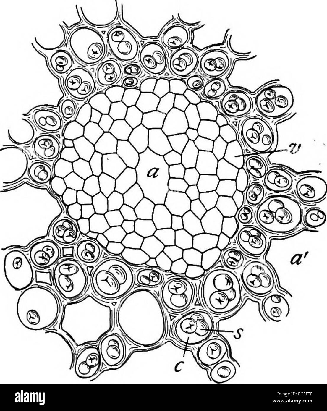 Endodermis High Resolution Stock Photography and Images - Alamy