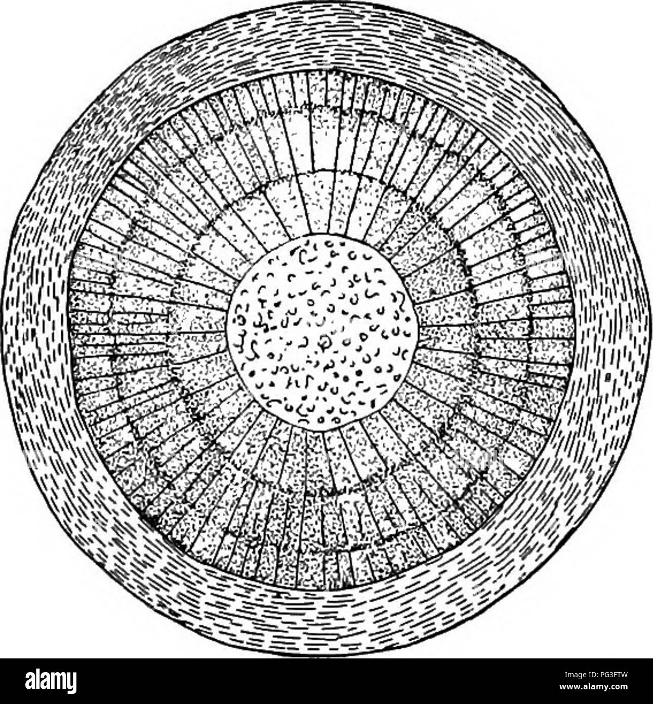 Tracheids High Resolution Stock Photography and Images - Alamy