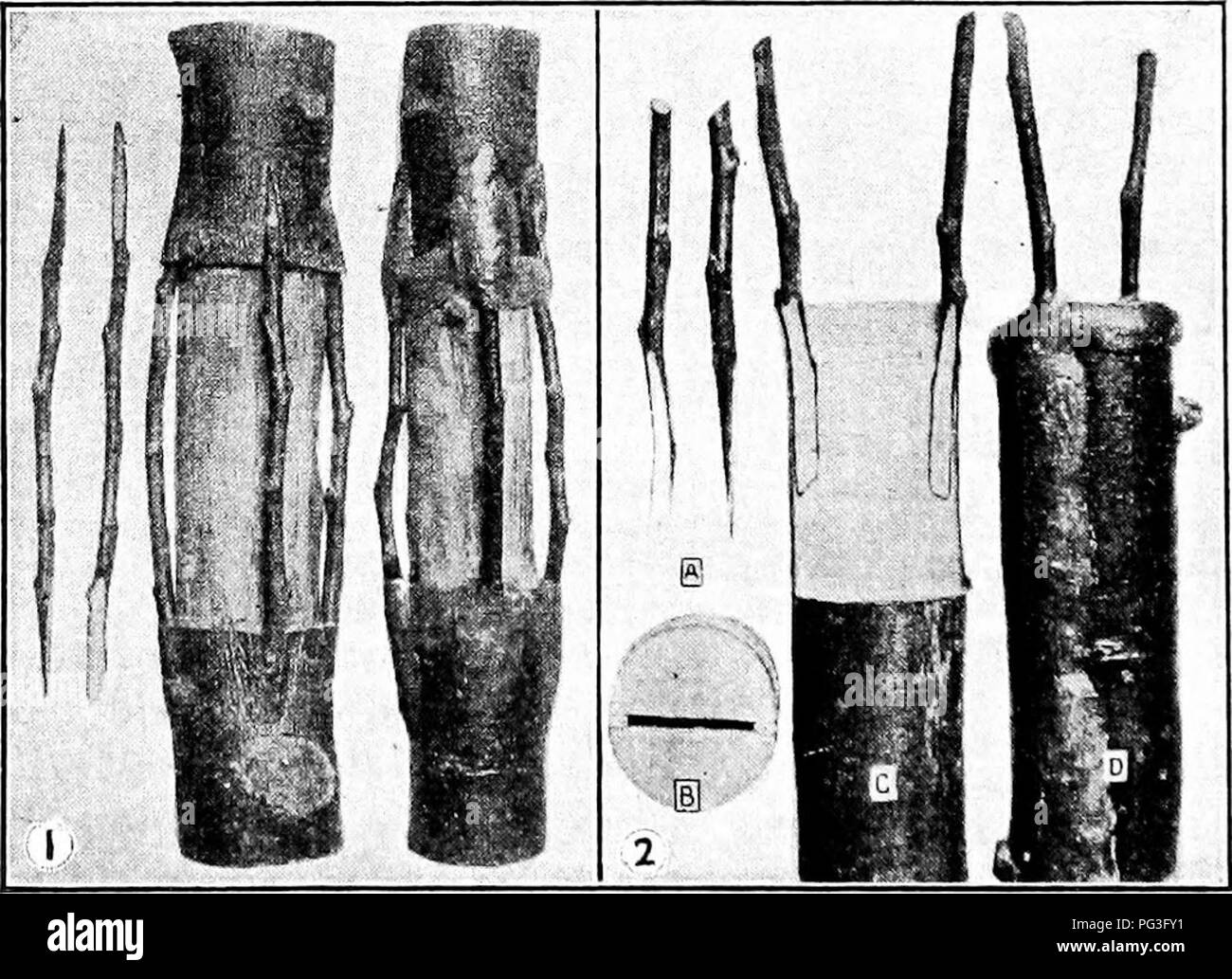 Methods of grafting hi-res stock photography and images - Alamy
