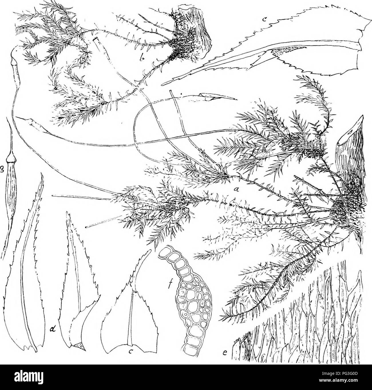 This botanical illustration depicts the plant species Hypnodendron ...