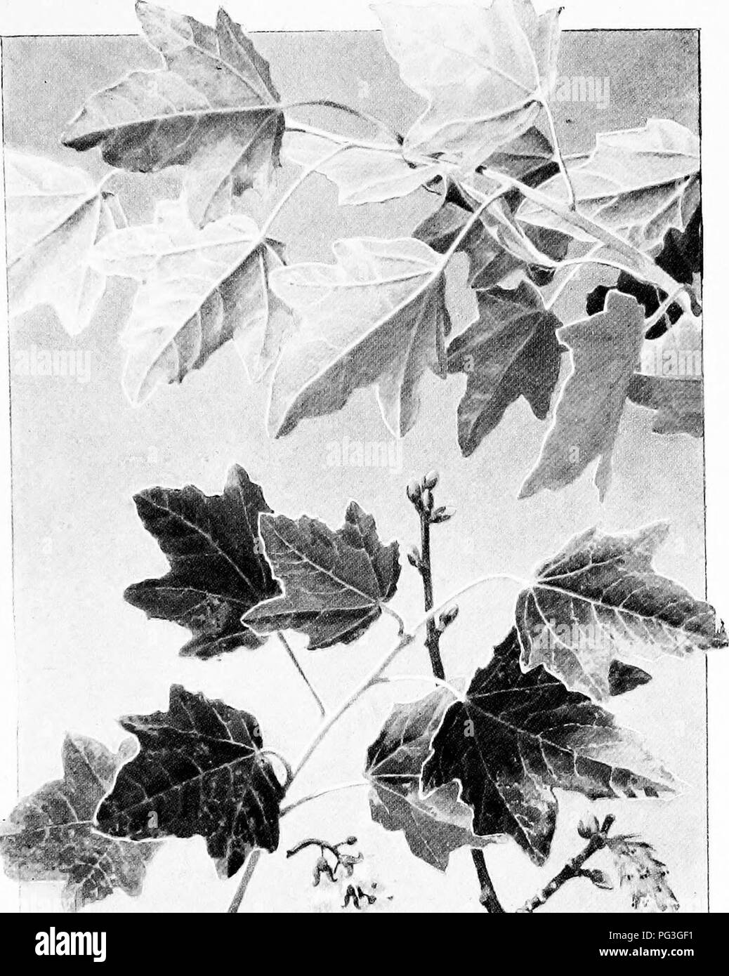 This guide to familiar trees presents detailed illustrations of tree ...