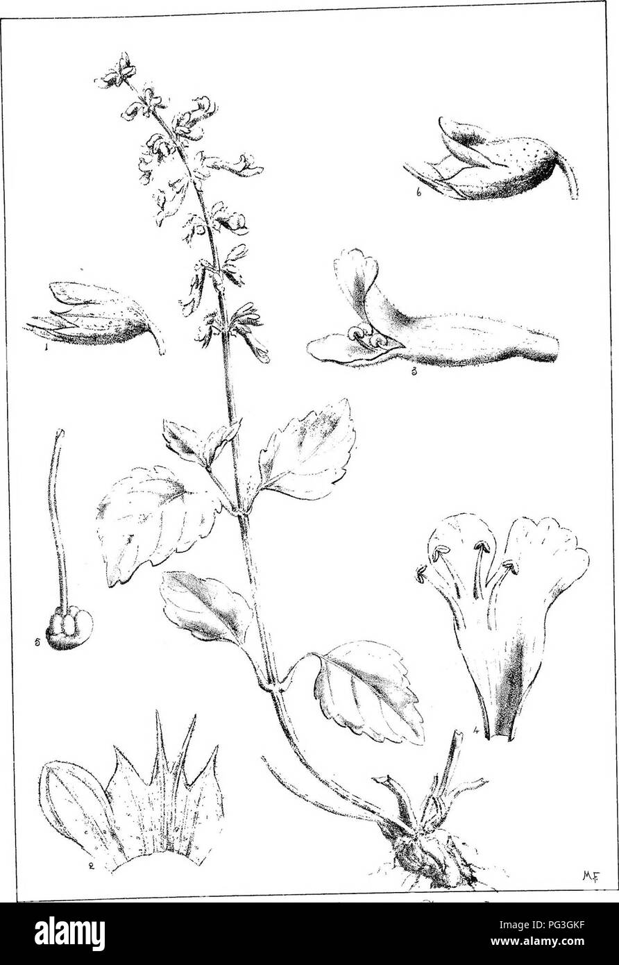 This botanical work describes indigenous plants of Natal, South Africa ...