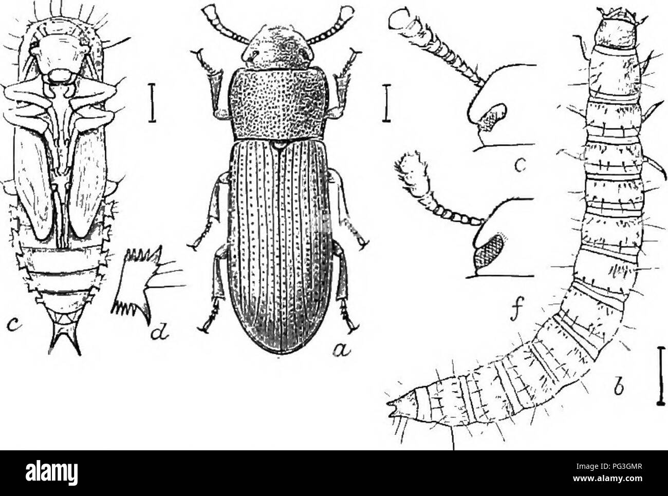 . An illustrated descriptive catalogue of the coleoptera or beetles ...