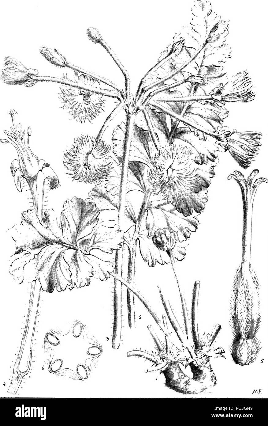 This botanical guide details indigenous plants from Natal, describing ...