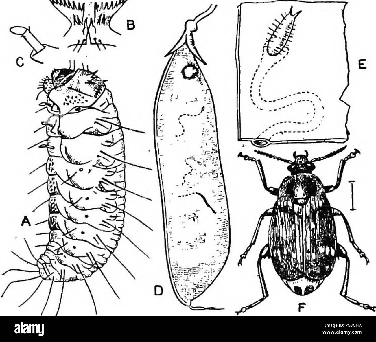 This catalog provides an illustrated guide to beetle species in Indiana ...